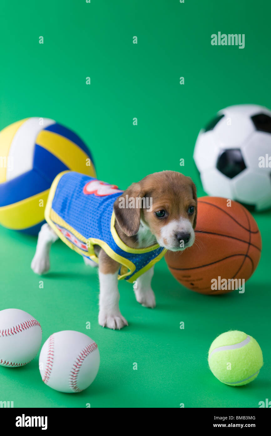 Beagle puppy with ball hi-res stock photography and images - Alamy