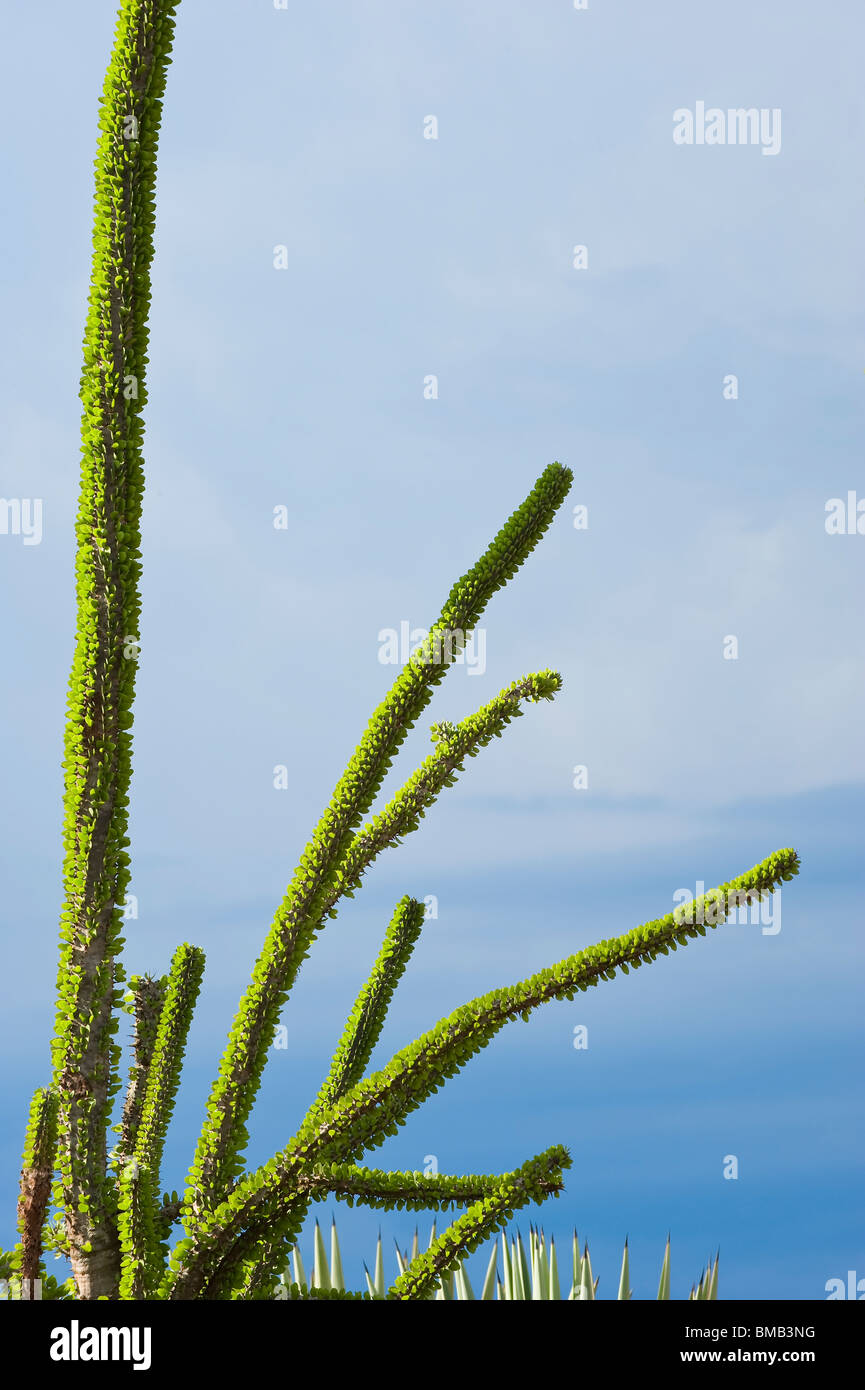 Octopus tree didiera madagascariensis hi-res stock photography and ...