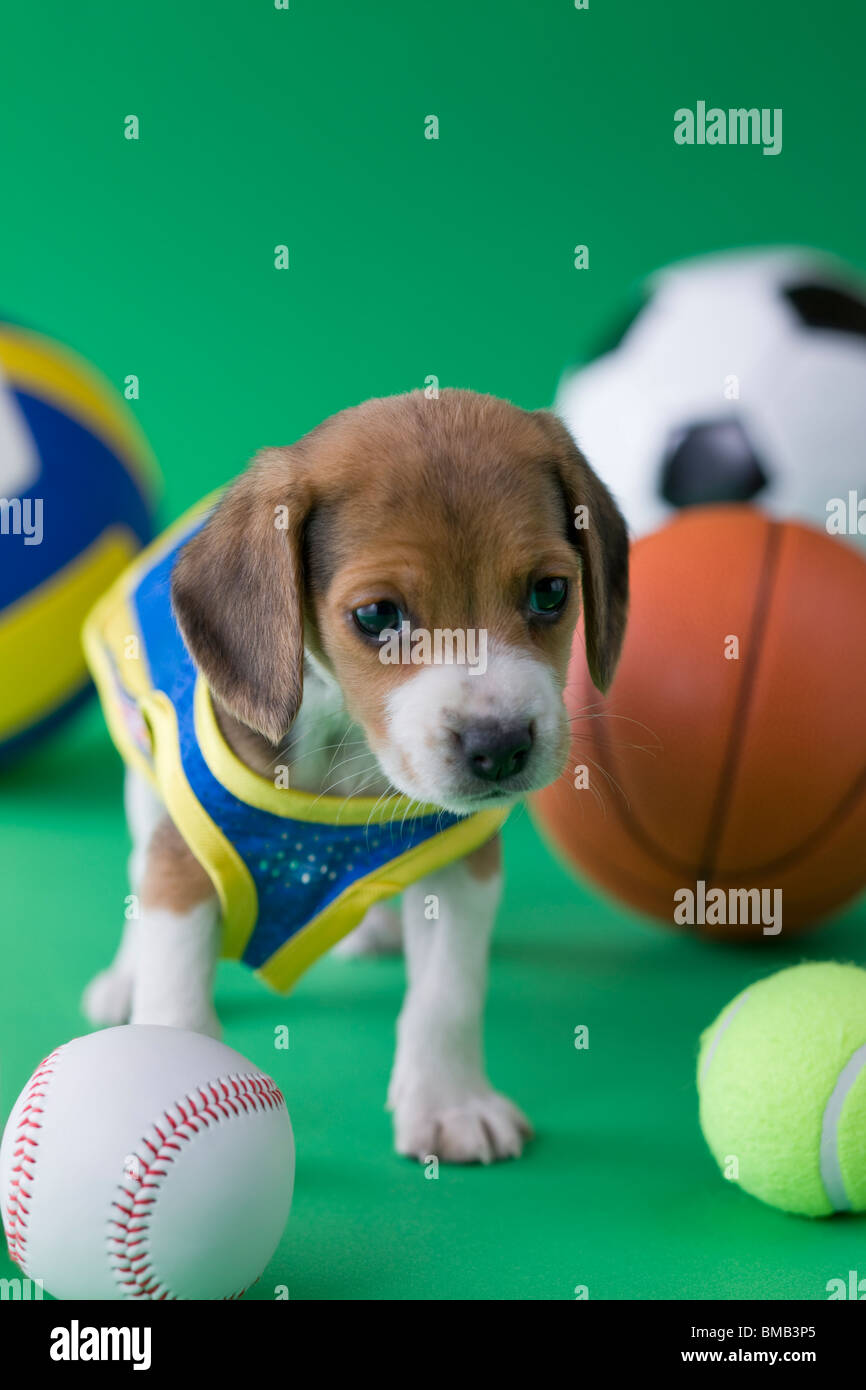 Beagle hi-res stock photography and images - Alamy