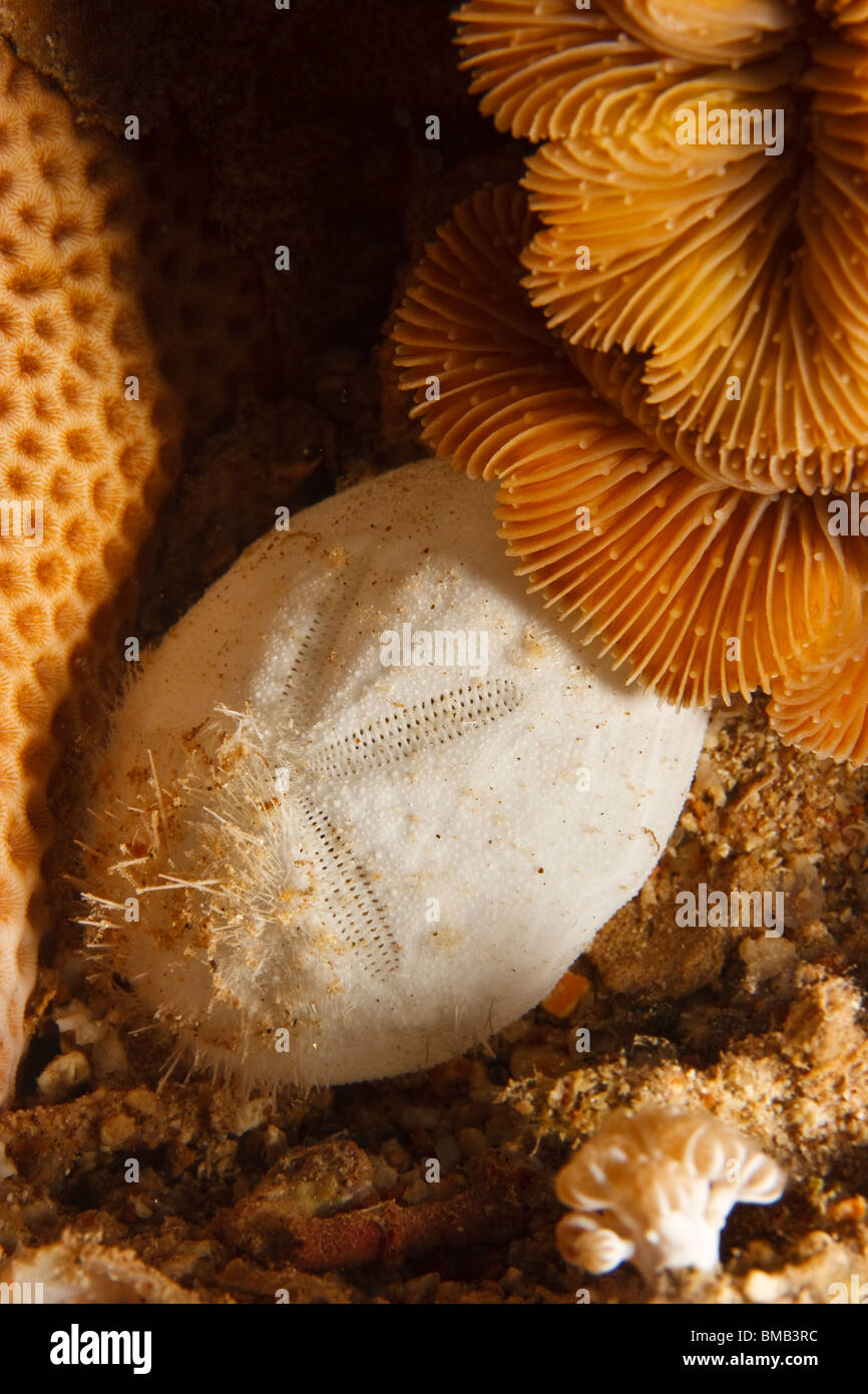 Clypeaster hi-res stock photography and images - Alamy