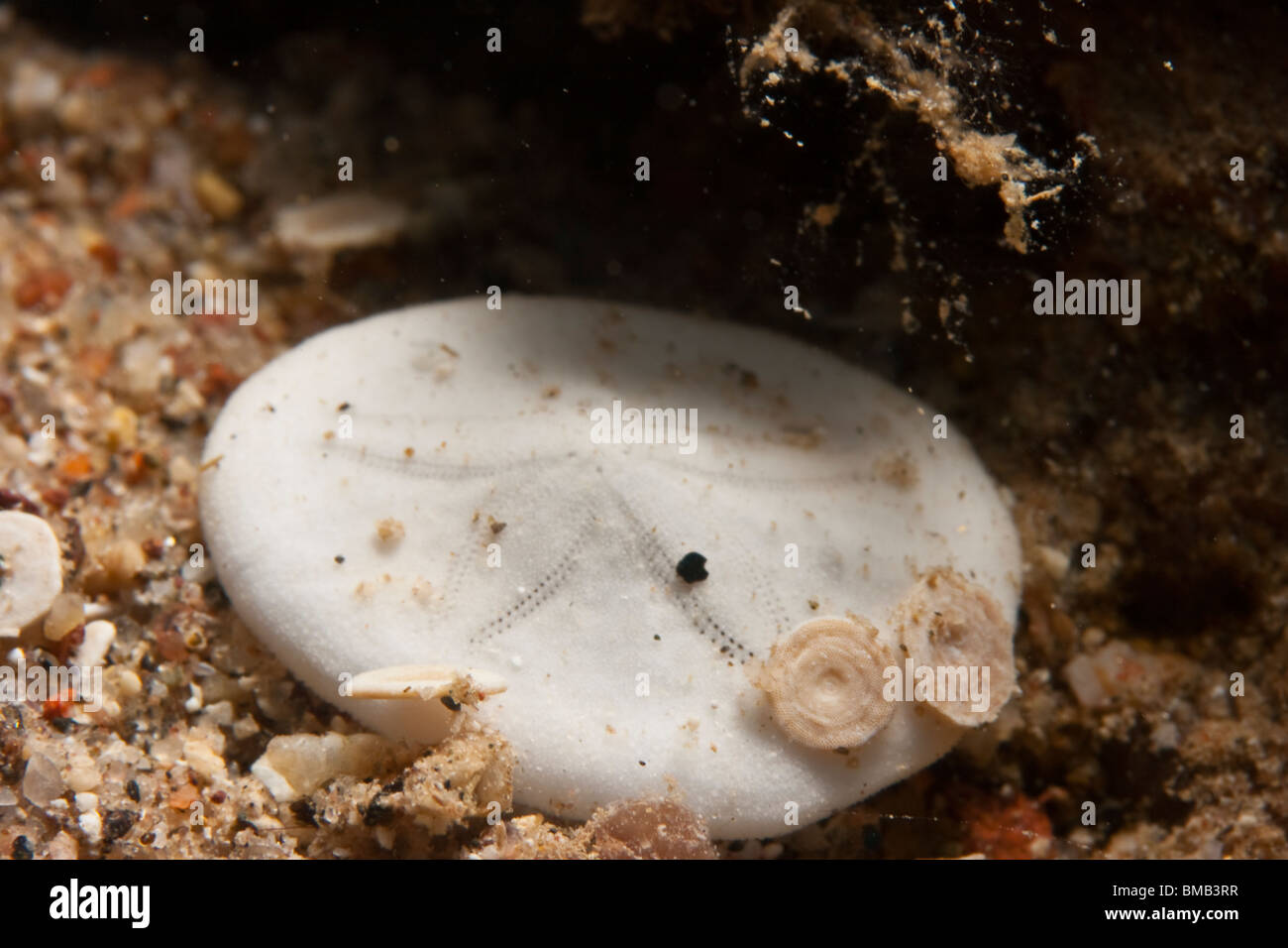 Clypeaster hi-res stock photography and images - Alamy