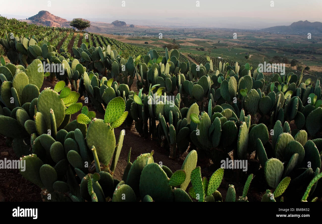Nopal Fields near Tlayacapan, Mexico, February 5, 2008. Photo/Chico ...