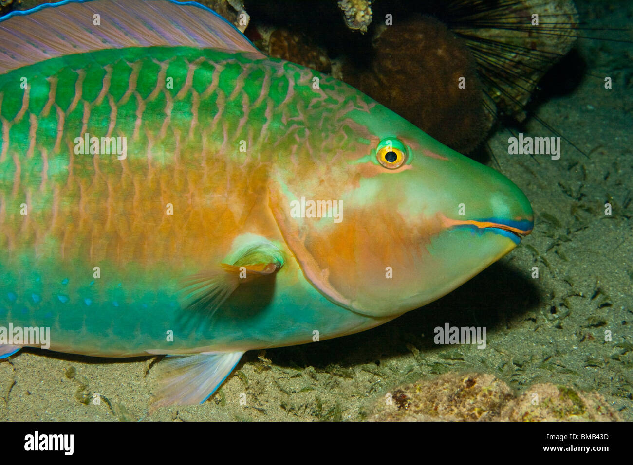 Rusty Parrot Fish (Scarus ferrugineus Stock Photo - Alamy