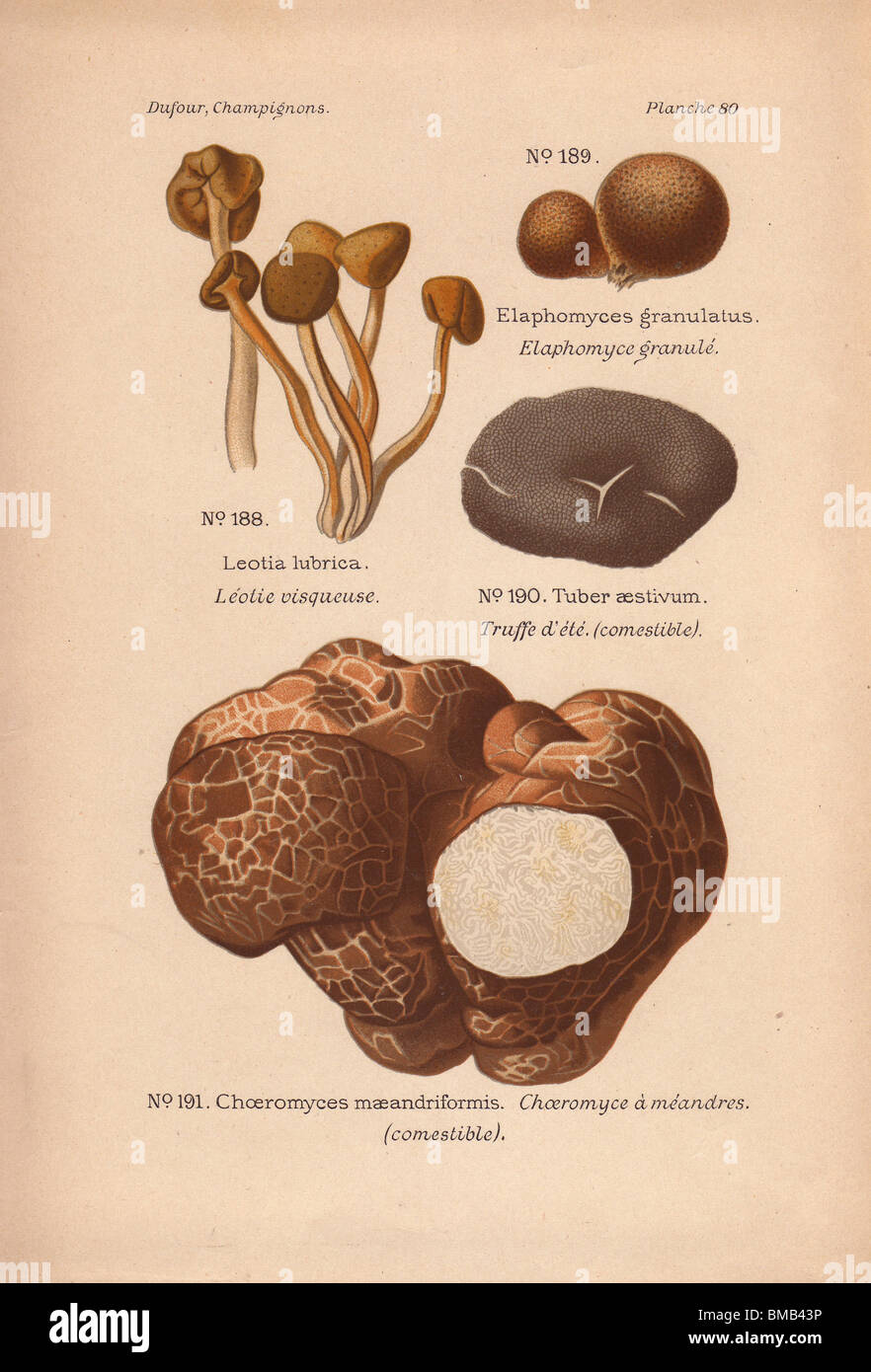 Varieties of truffles Stock Photo - Alamy