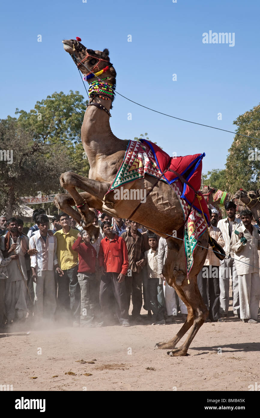 Camel dancing. Nagaur cattle fair. Rajasthan. India Stock Photo - Alamy