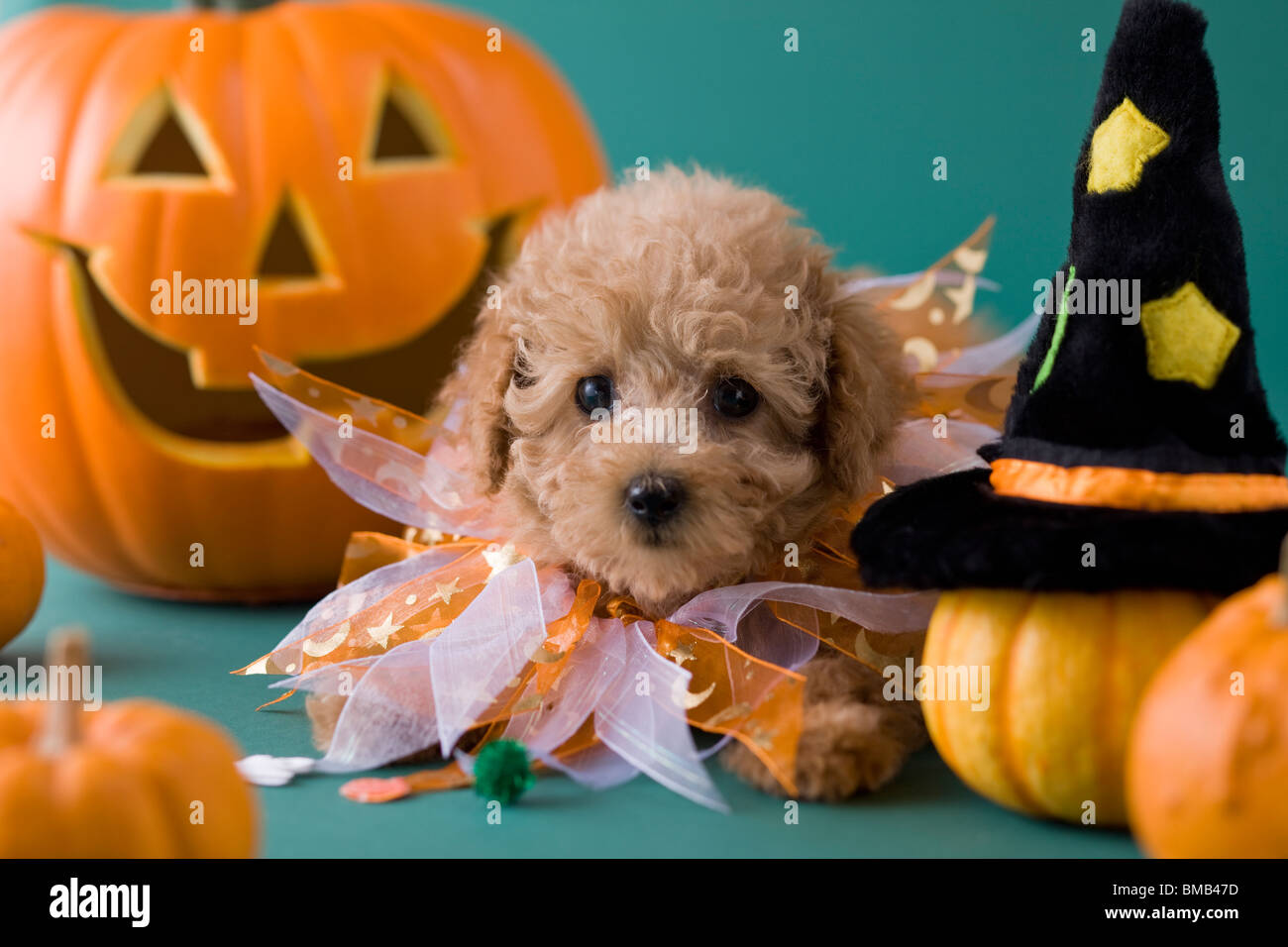 Halloween Poodle