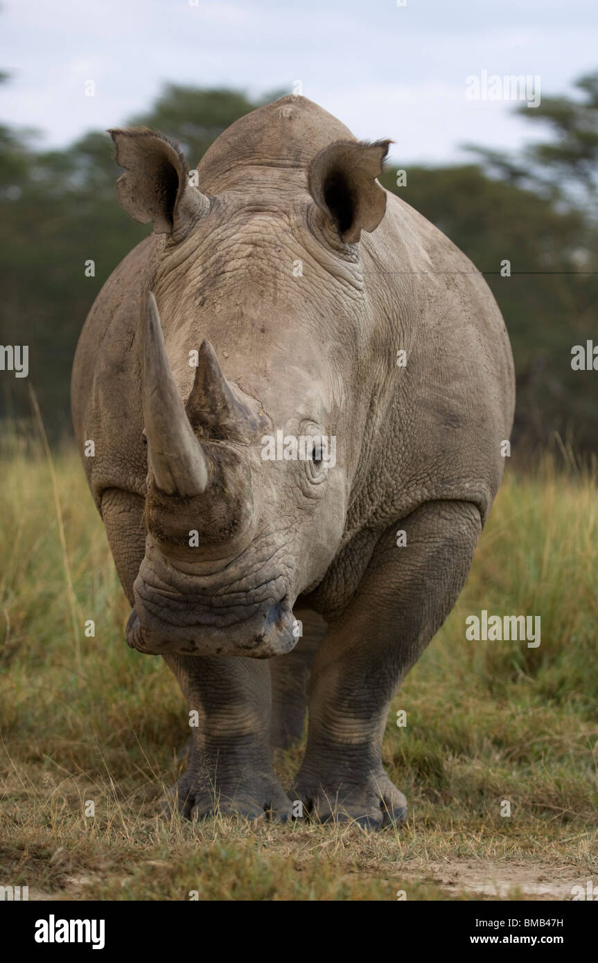 White rinoceros ( Ceratotherium simum), Lake Nakuru National Park ...