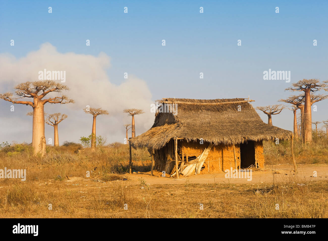 Hut between baobabs (Adansonia Grandidieri), Morondava, Madagascar ...