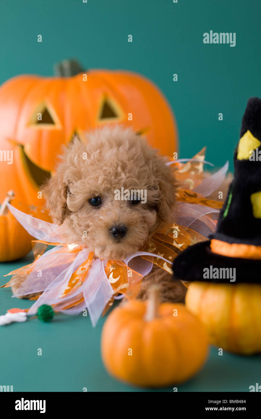 Toy for halloween hi-res stock photography and images - Alamy