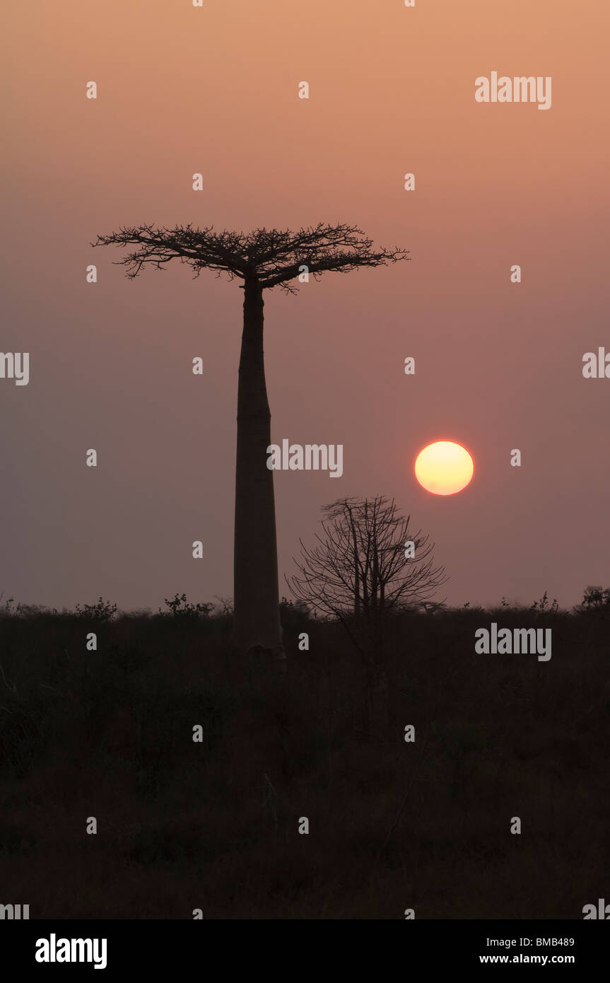 Madagascar baobabs night hi-res stock photography and images - Alamy