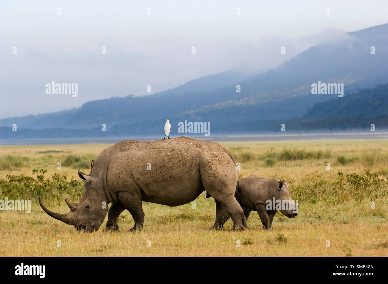 White rinoceros with young ( Ceratotherium simum), Lake Nakuru National ...