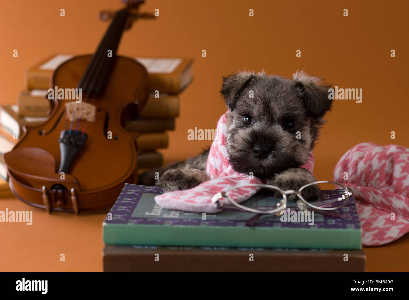 Miniature Schnauzer Puppy and Art Stock Photo - Alamy