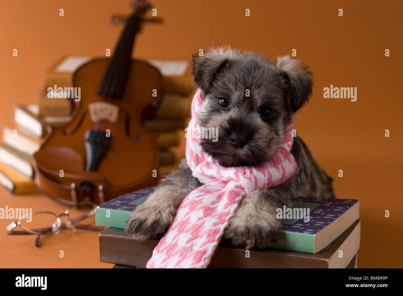 Miniature Schnauzer Puppy and Art Stock Photo - Alamy