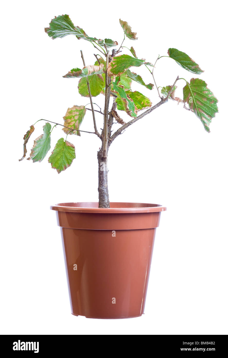 image of a little tree isolated over a white background with a protect ...