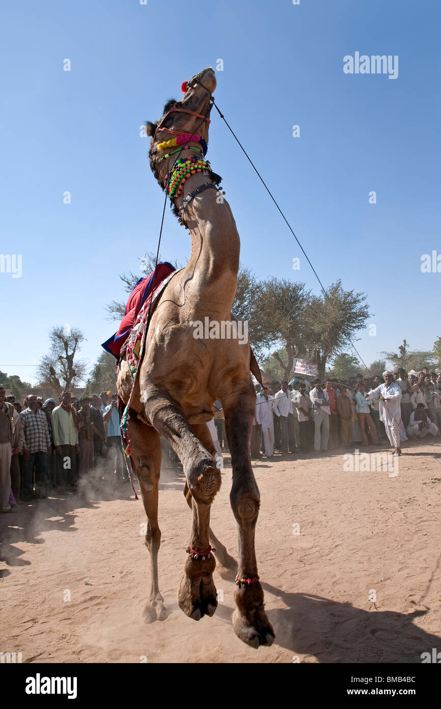 Camel Dance Stock Photos & Camel Dance Stock Images - Alamy