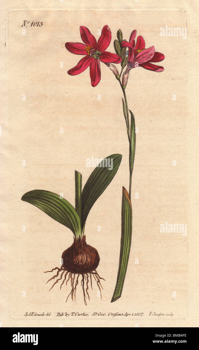 Rose-coloured ixia, a beautiful pink flower of the lily family from ...