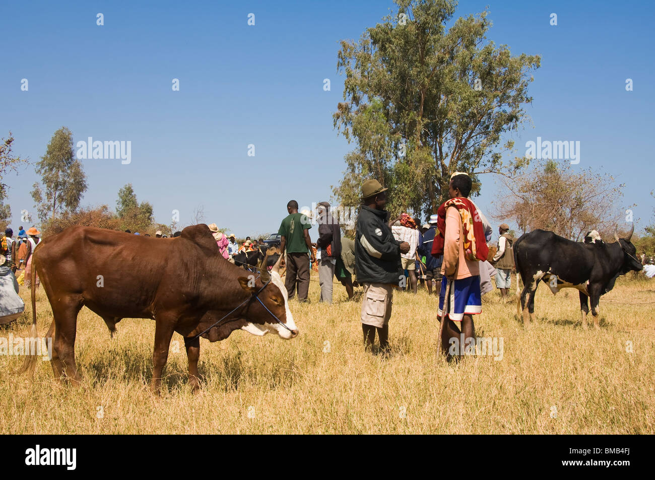 Indian cow market hi-res stock photography and images - Alamy