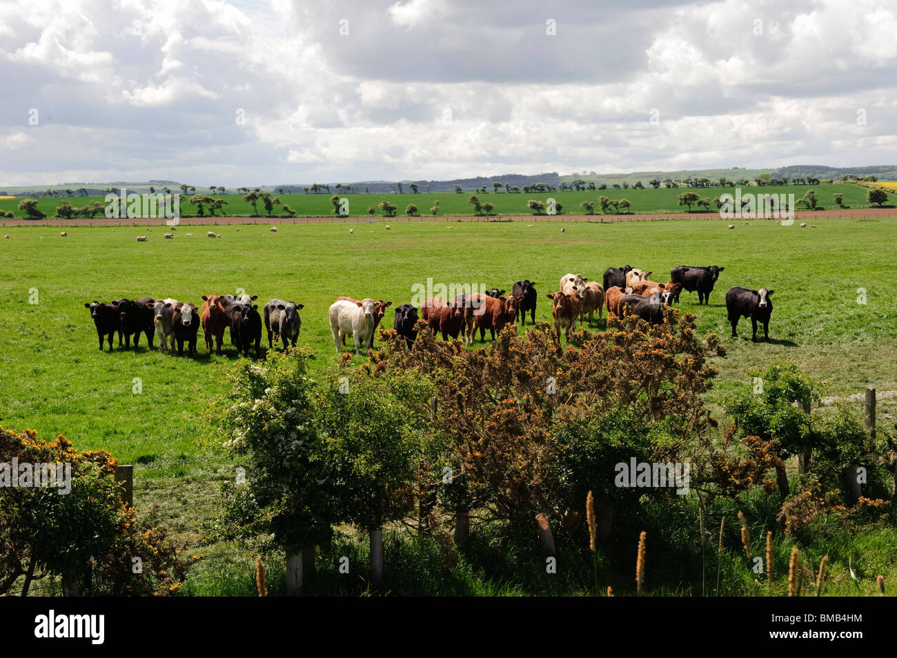Bullocks in a field Stock Photo - Alamy