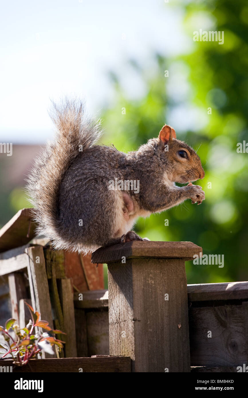 Grey squirrel sitting eating hi-res stock photography and images - Alamy