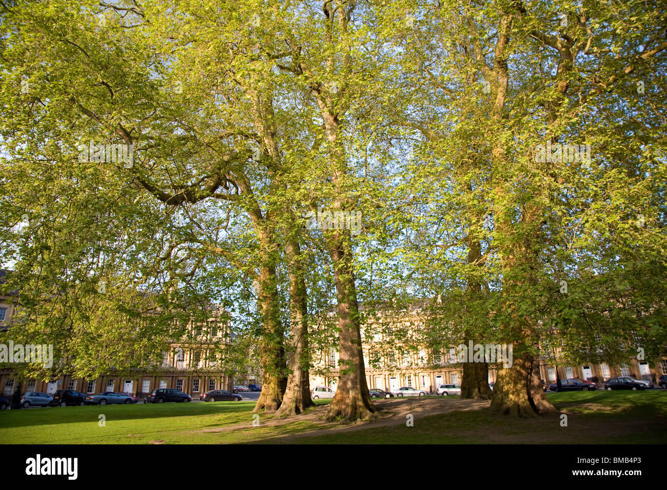 Circus on trees hi-res stock photography and images - Alamy