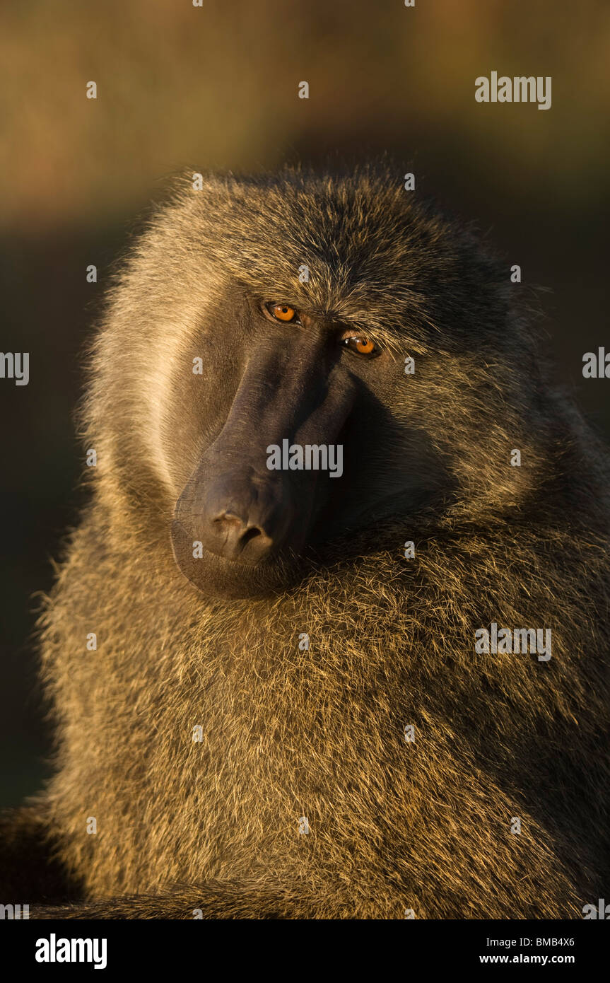 Olive baboon ( Papio cynocephalus anubis), Samburu and Buffalo Springs ...