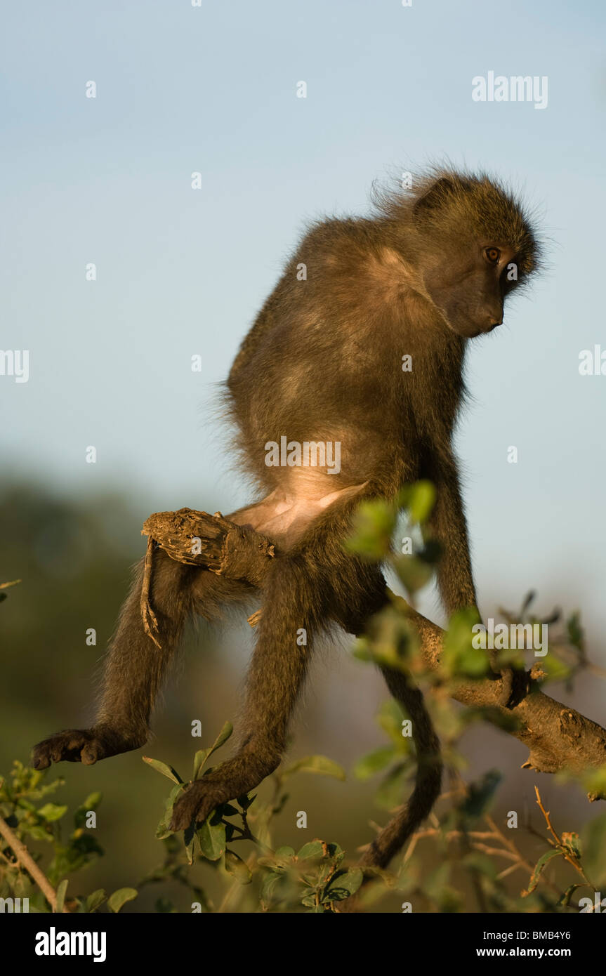Olive Baboon High Resolution Stock Photography and Images - Alamy