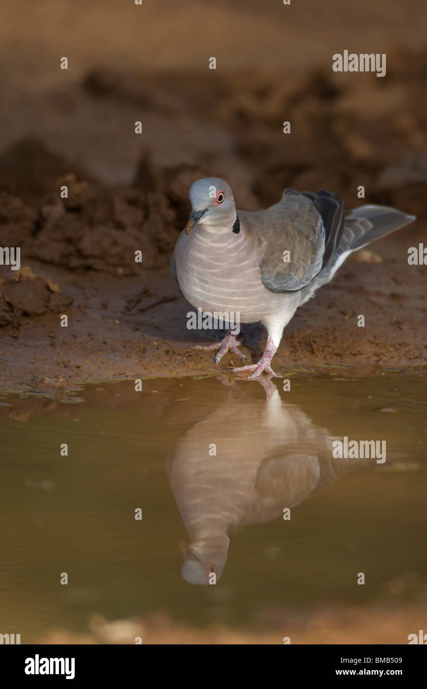 African mourning dove ( Streptopelia decipiens), Samburu and Buffalo ...