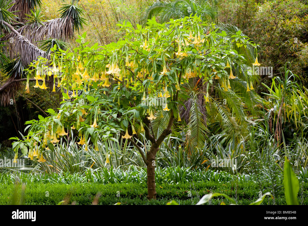 A tree in the Lisbon botanical gardens Stock Photo - Alamy