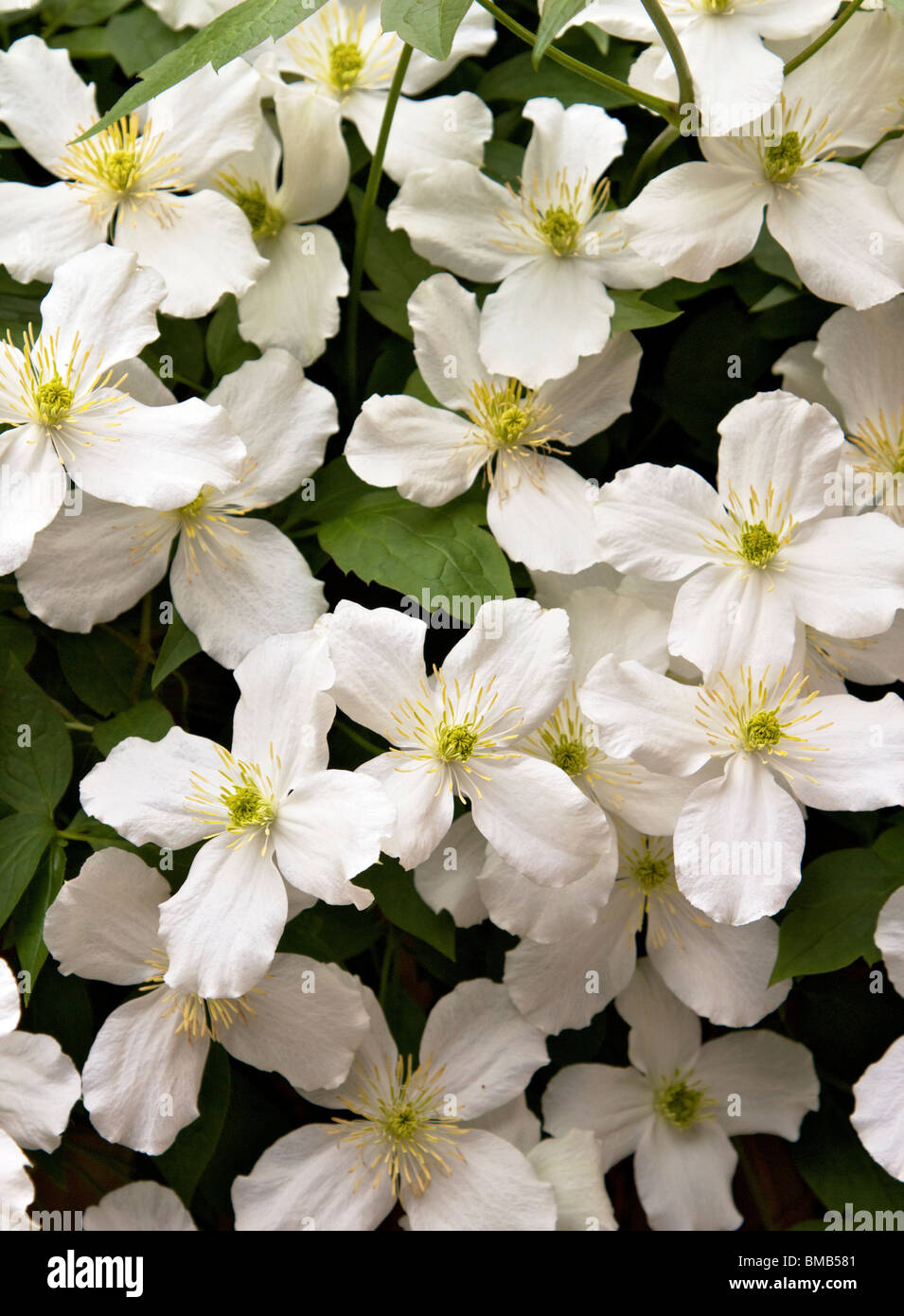 prolific flowering climber Clematis Montana Stock Photo - Alamy