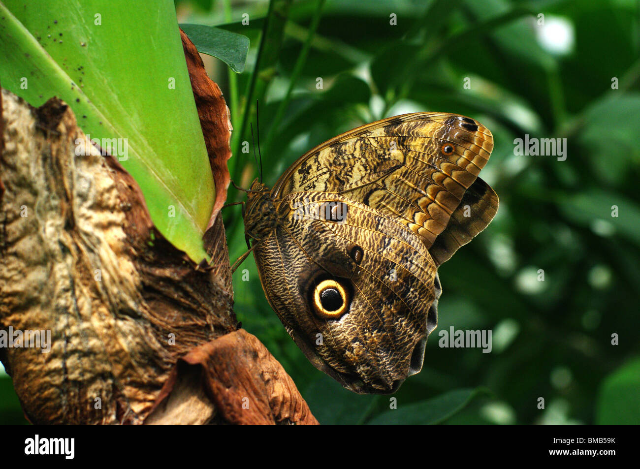 Lepidotteri sp hi-res stock photography and images - Alamy