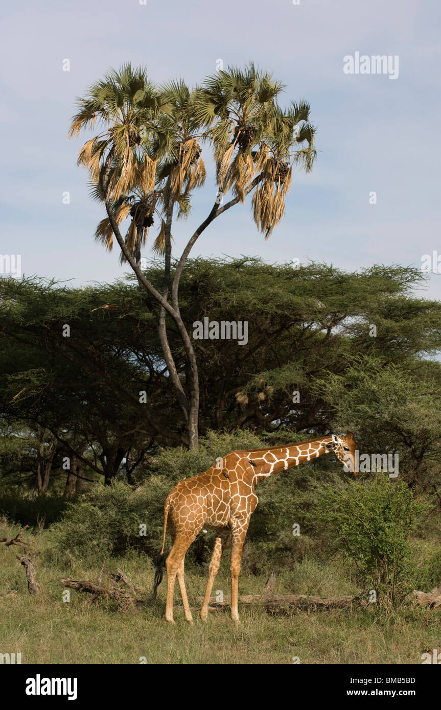 Reticulated giraffe ( Giraffa camelopardalis reticulata), Samburu and ...