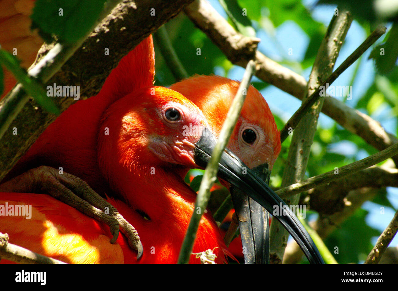 Red ibis hi-res stock photography and images - Alamy