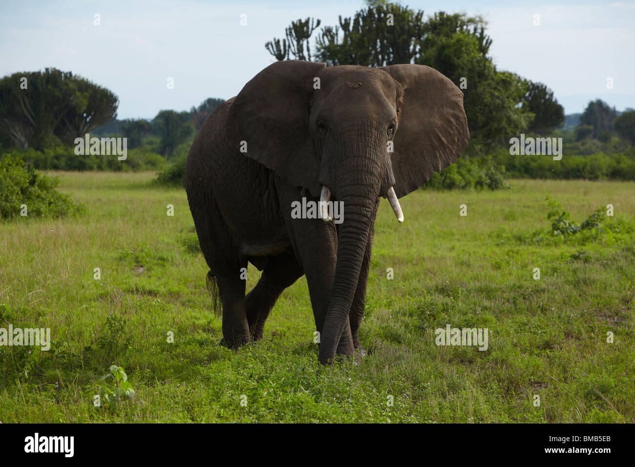 A lone male African elephant looking at the camera Stock Photo - Alamy