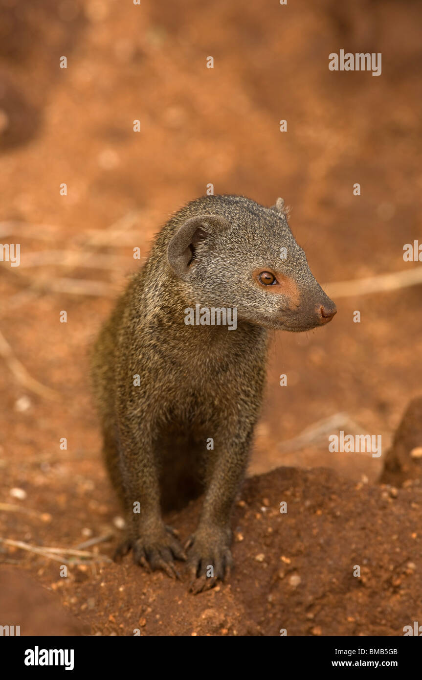 Dwarf mongoose ( Helogale hirtula) at its den in a termite mound ...