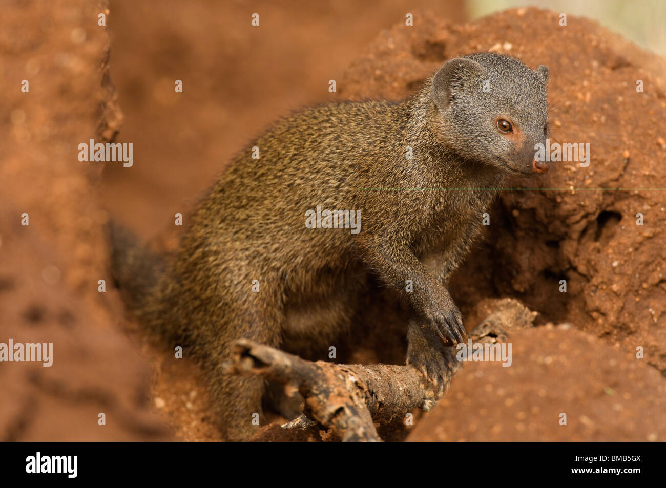Dwarf mongoose ( Helogale hirtula) at its den in a termite mound ...