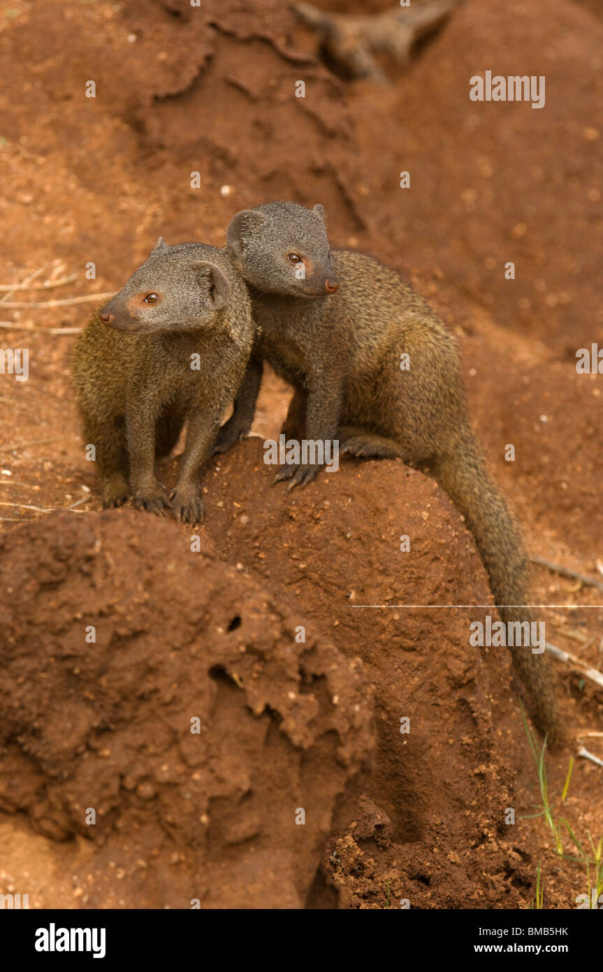 Dwarf mongoose ( Helogale hirtula) at its den in a termite mound ...