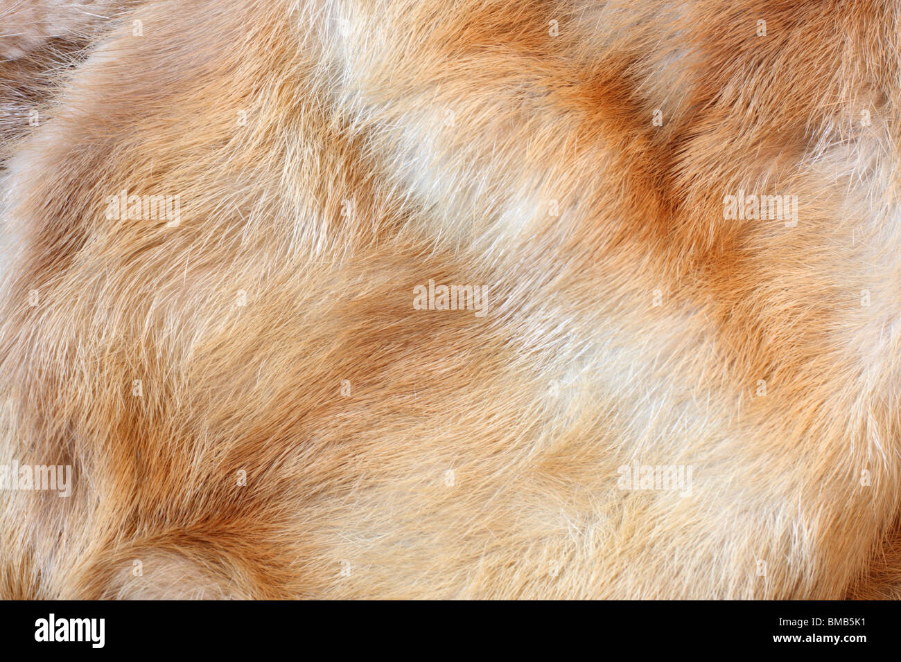 Fox Fur Wallpaper