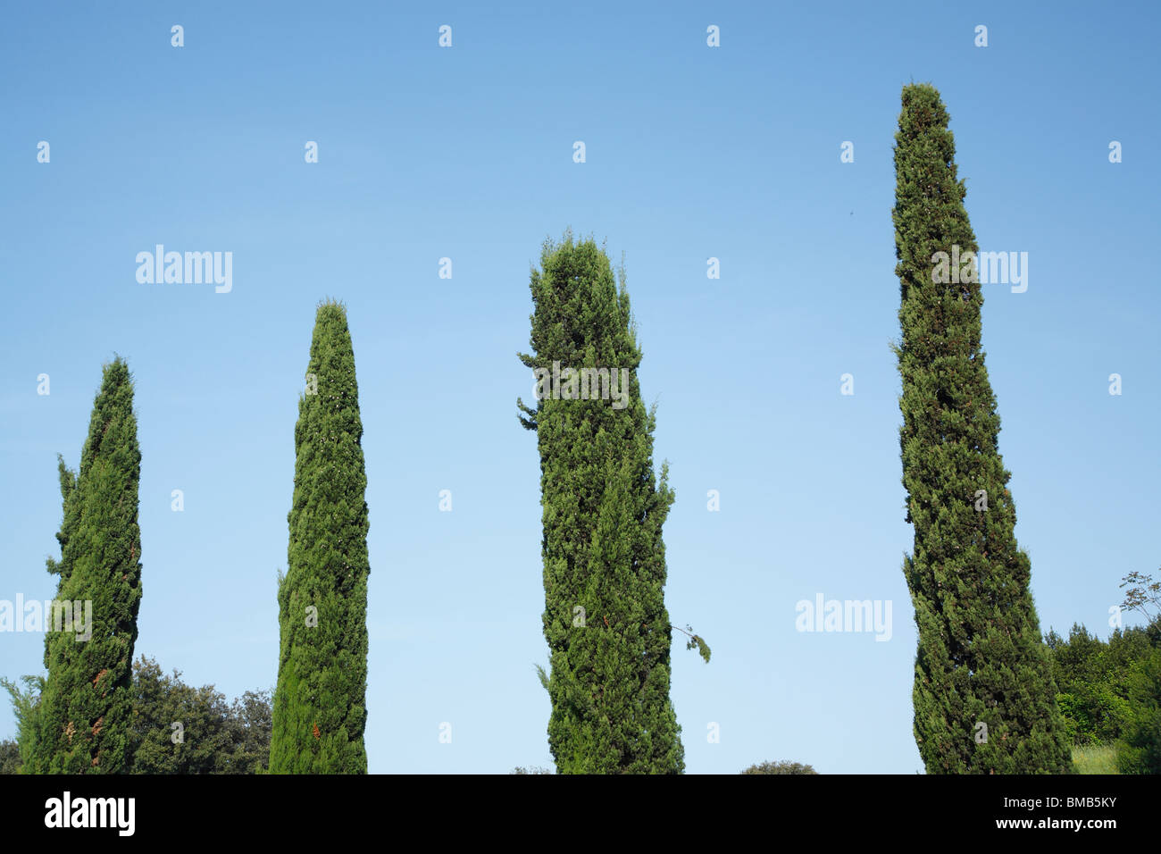 Cypress trees, Rome, Italy Stock Photo - Alamy