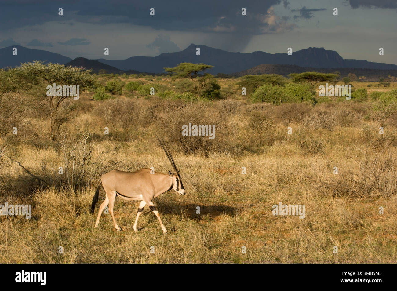 Beisa oryx ( Oryx gazella beisa), Samburu and Buffalo Springs National ...
