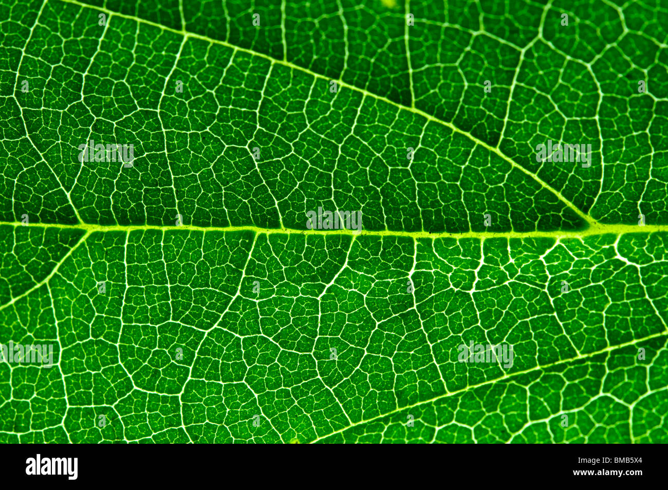 Pinnate venation hi-res stock photography and images - Alamy