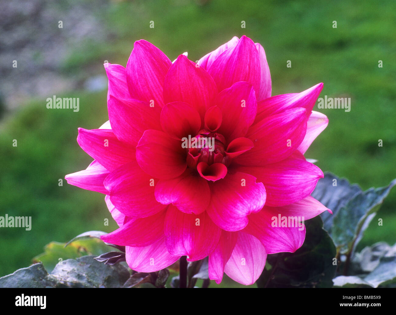 Sayonara hi-res stock photography and images - Alamy