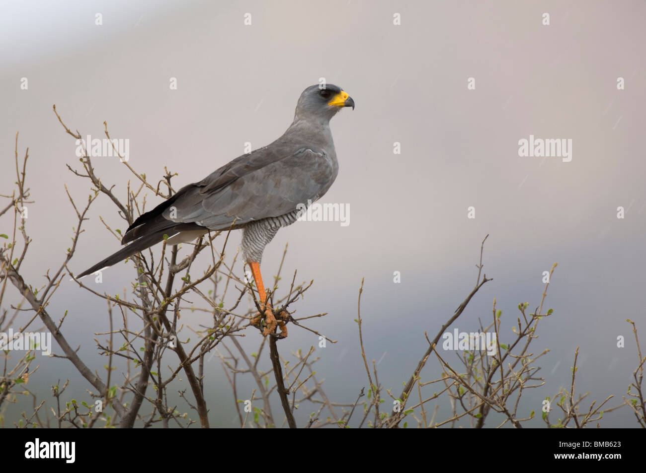 Eastern pale chanting goshawk hi-res stock photography and images - Alamy