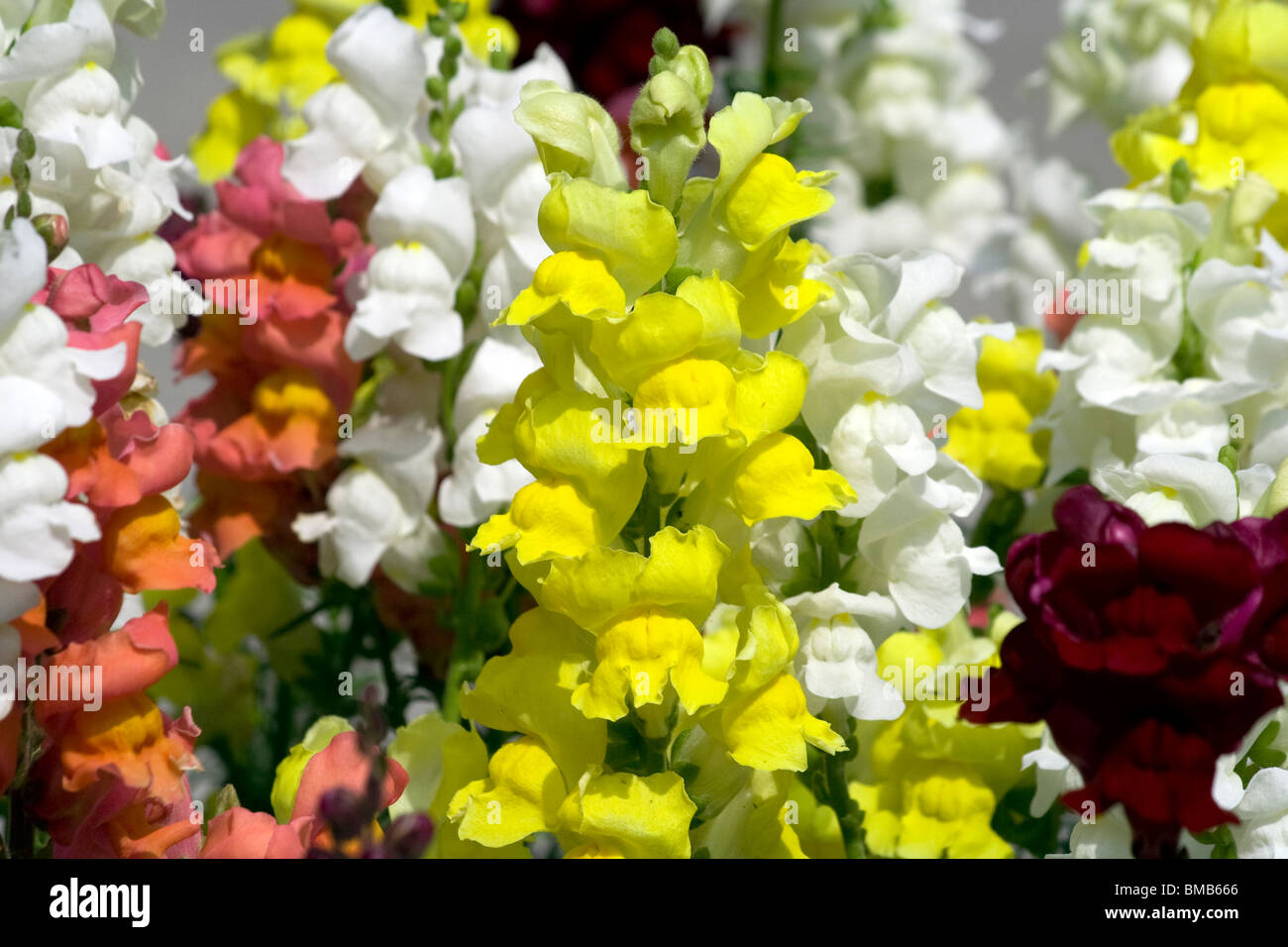 The Snapdragon flower Stock Photo - Alamy