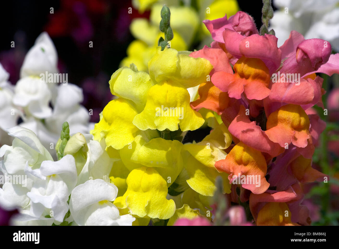Snapdragon plant hi-res stock photography and images - Alamy