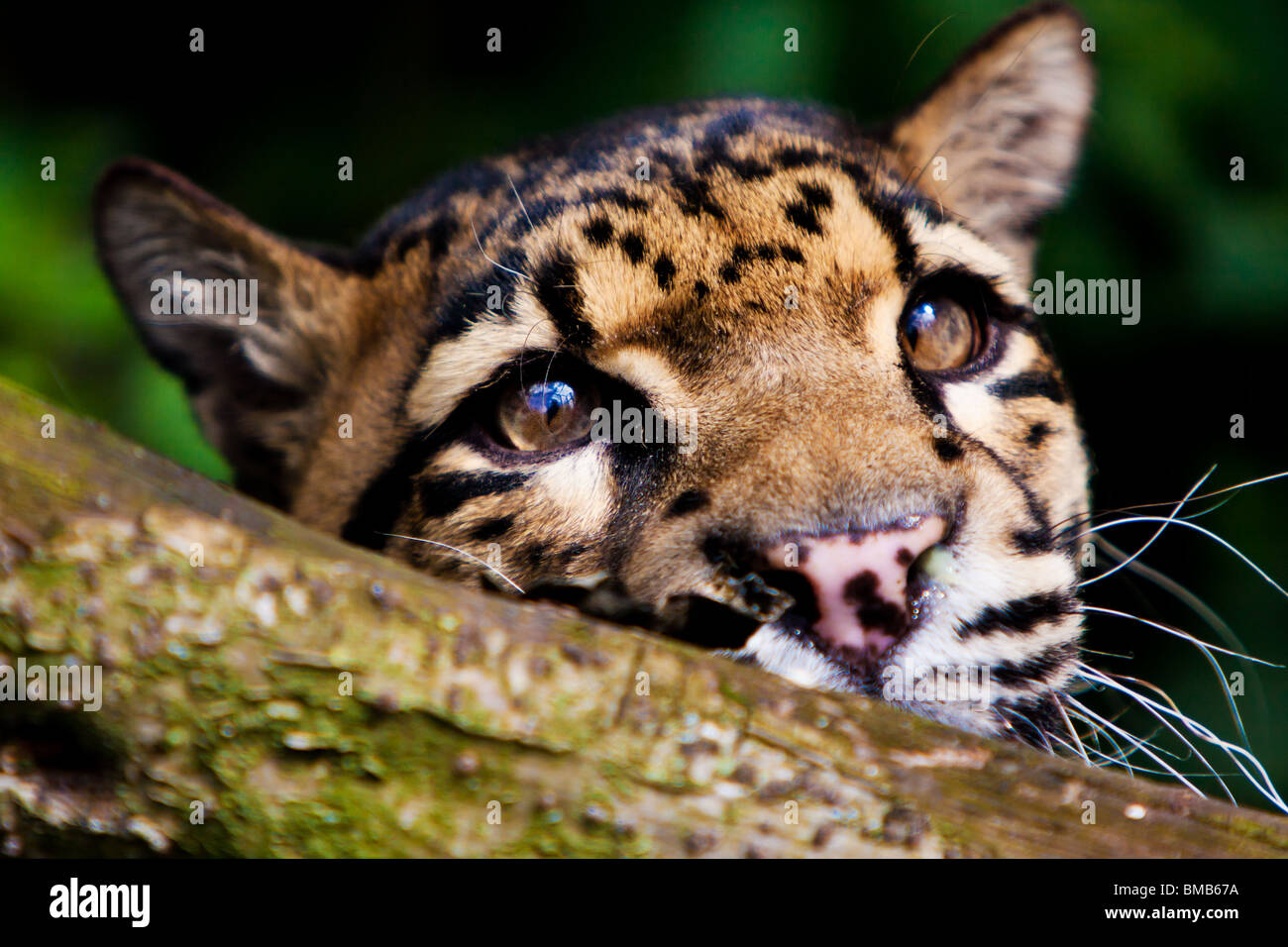 Clouded leopard hi-res stock photography and images - Alamy