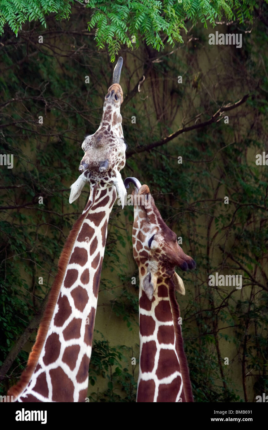 The giraffe (Giraffa camelopardalis). Brookfield Zoo Stock Photo - Alamy