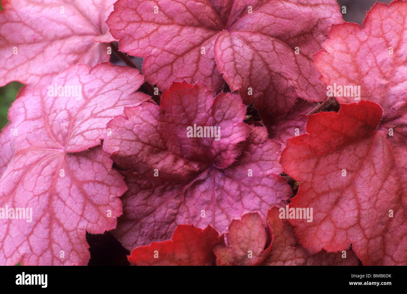Heuchera 'Georgia Peach', Coral Flower, foliage garden plant plants ...