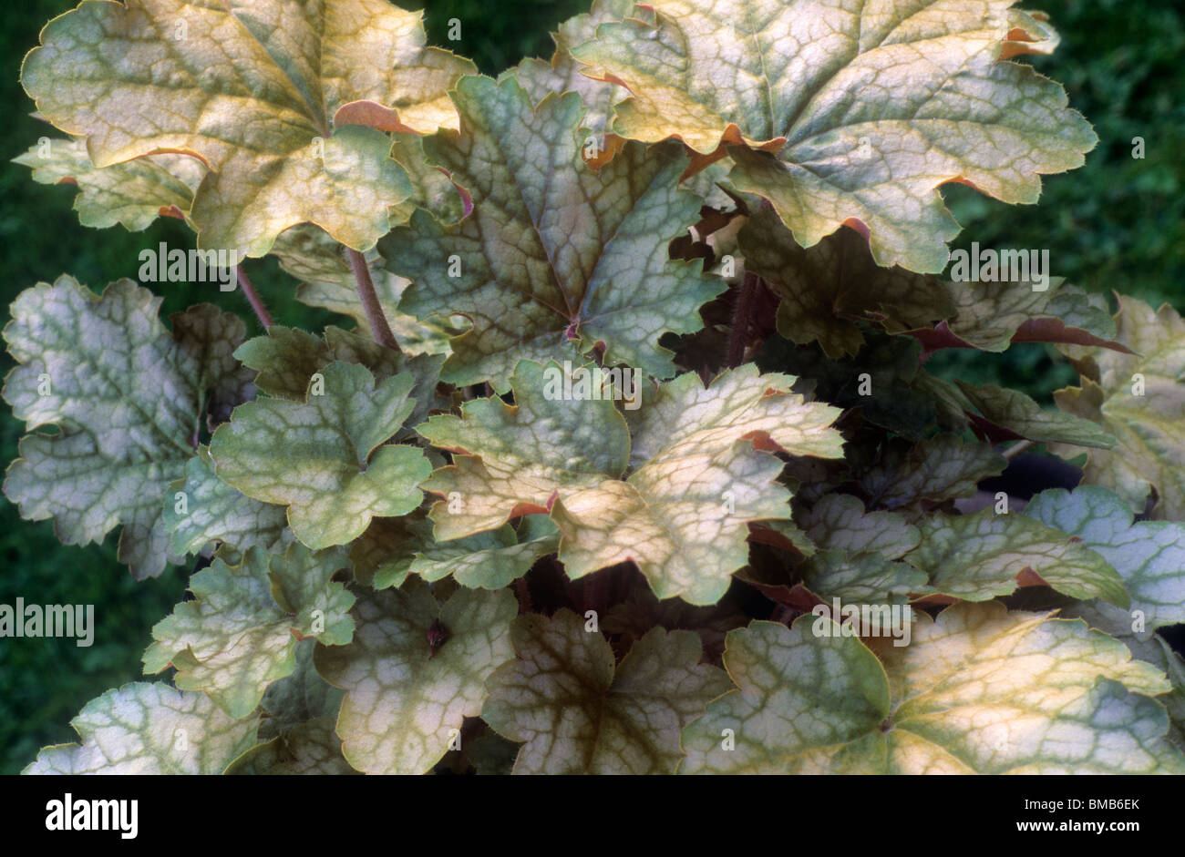 Heuchera 'Ginger Ale', Coral Flower, foliage garden plant plants ginger ...