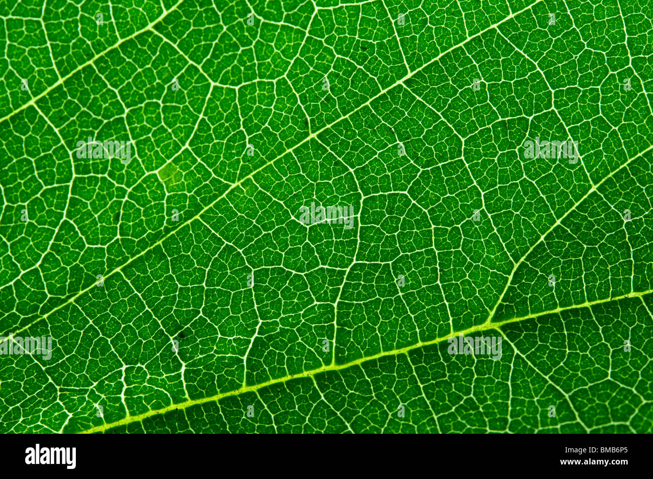 Pinnate leaf structure hi-res stock photography and images - Alamy