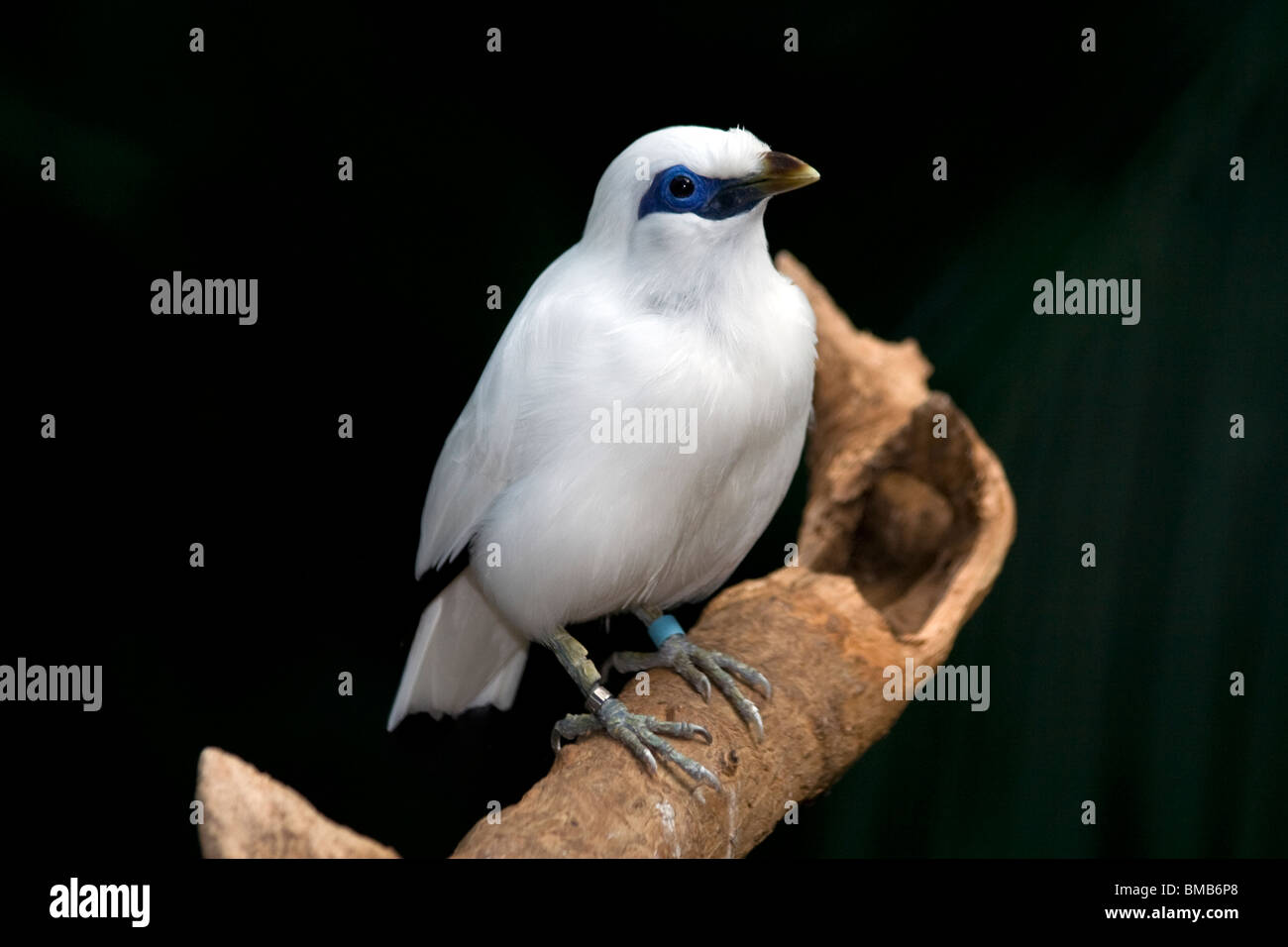 The Bali Mynah bird. Brookfield Zoo Stock Photo - Alamy